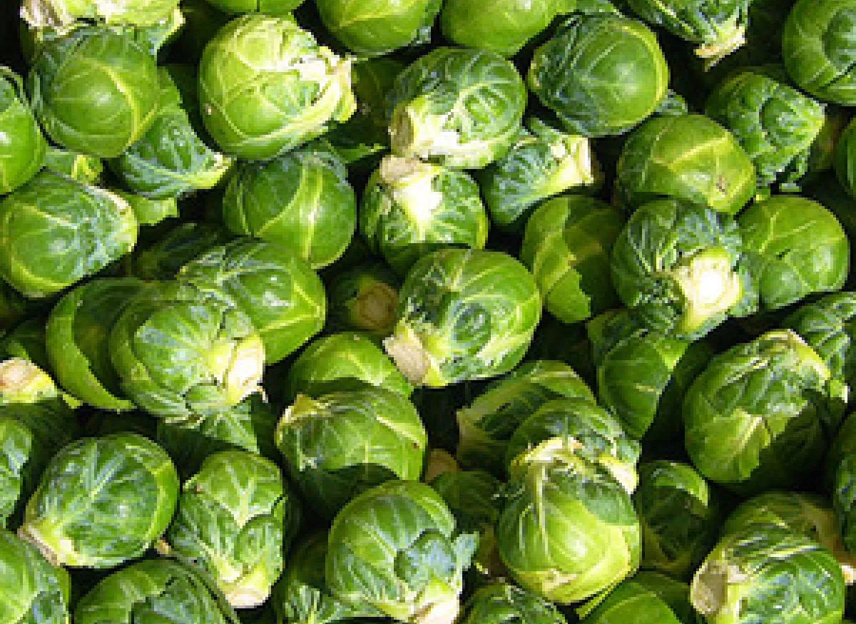 How to Plant Cole Crops - Natural Alternative